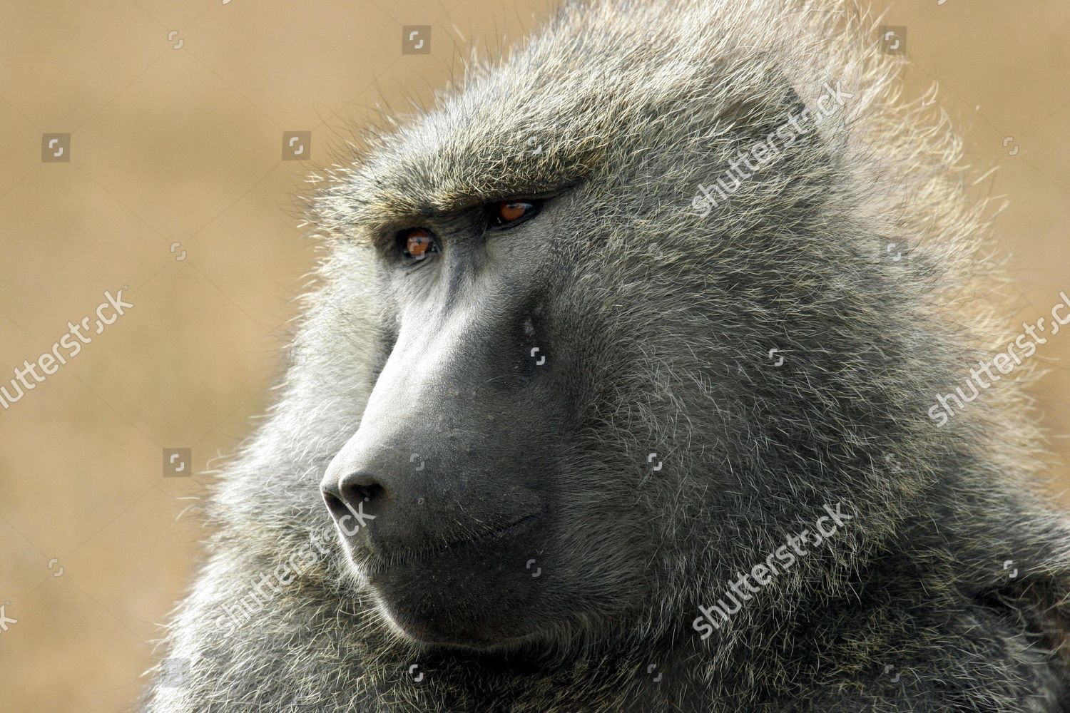 Olive Baboon Anubis Baboons Papio Anubis Editorial Stock Photo - Stock Image | Shutterstock ...