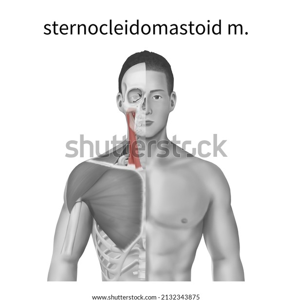 Anatomyzone Sternocleidomastoid at Corazon Stafford blog