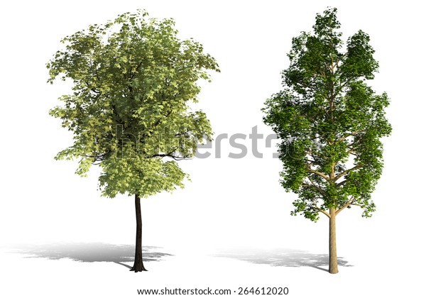 3d Tree Render On White Background Stock Illustration 264612020 ...