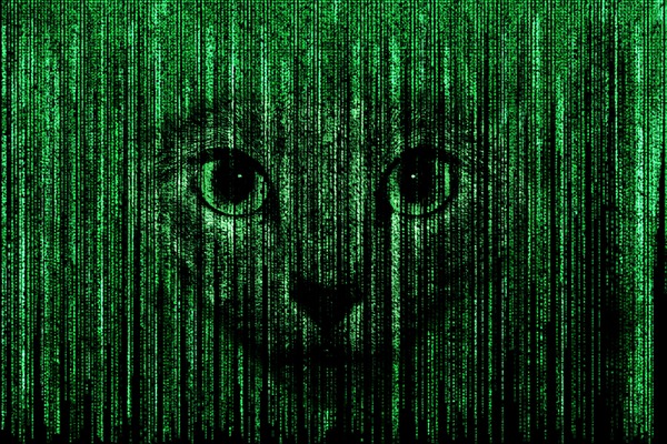 1,168 Coding Cat Royalty-Free Photos and Stock Images | Shutterstock