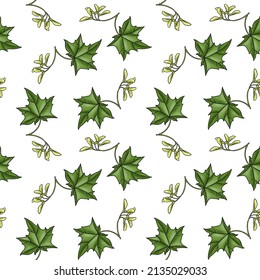 Drawing Branch Maple Tree Isolated White Stock Illustration 2135029033 ...