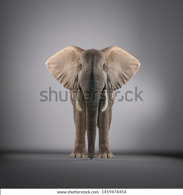 Elephant Posing Studio 3d Render Stock Illustration 1459474454 ...