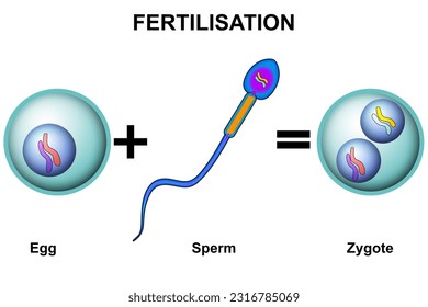 Fertilization Process Step By Step Sperm Stock Vector (Royalty Free) 2373689721 | Shutterstock