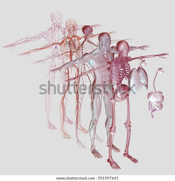 Human Anatomy Exploded View Deconstructed Separate: ilustración de ...