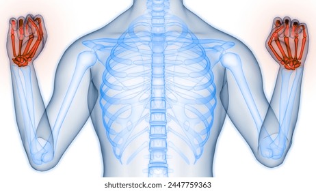 Human Skeleton System Floding Palm Joints Stock Illustration 2447759363 ...