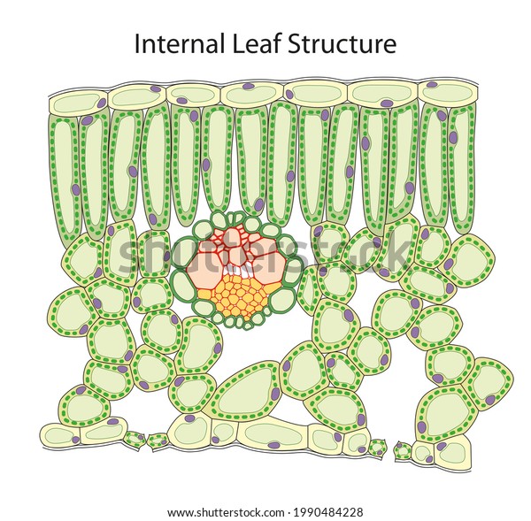 Internal Structure Leaf Stock Illustration 1990484228 Shutterstock internal-structure-leaf-stock-illustration-1990484228-shutterstock