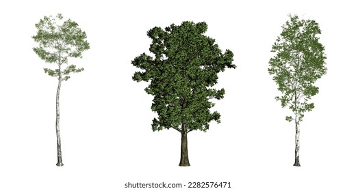 Set 3d Tree Rendering Digital Composition Stock Illustration 2282576471 | Shutterstock