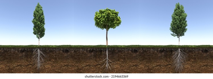 Tree Roots Deep Royalty-Free Images, Stock Photos & Pictures | Shutterstock