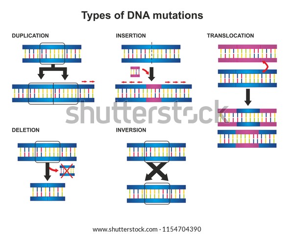 Dna Mutation Types MUTATIONS: TYPES, MUTAGENS AND APPLICATIONS