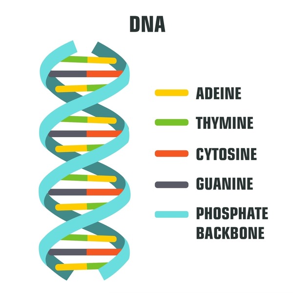 Dna Rna Spiral Clipart Royalty-Free Images, Stock Photos & Pictures ...