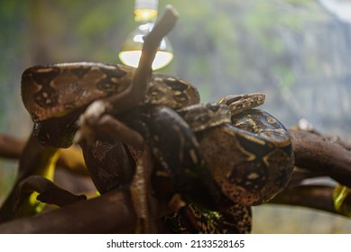 6+ Hundred African Rock Python Royalty-Free Images, Stock Photos ...
