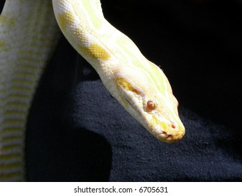 38 Pythoninae 图片、库存照片和矢量图 | Shutterstock
