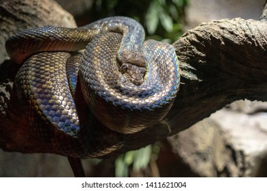108 Amethystine Python Images, Stock Photos, 3D objects, & Vectors ...