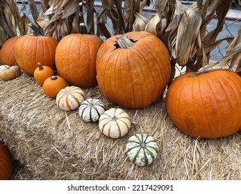 Assortment Pumpkins Gourds Displayed Pumpkin Patch Stock Photo ...