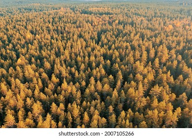 10+ Hundred Autumn Forest Taiga View Drone Royalty-Free Images, Stock Photos & Pictures ...