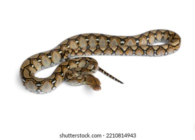 5,144 Baby Snakes Stock Photos, Images & Photography | Shutterstock