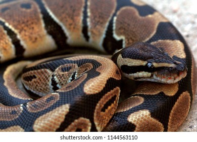 Pythonidae Pythons Family Nonvenomous Snakes Found Stock Photo ...