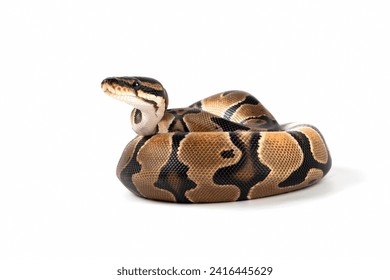 9,930 Ball Python Royalty-Free Images, Stock Photos & Pictures ...