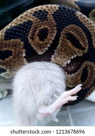 42 Two Headed Ball Python Images, Stock Photos, 3D objects, & Vectors ...