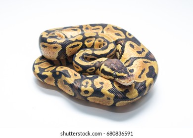 33,349 Python Black Background Images, Stock Photos, 3D objects ...