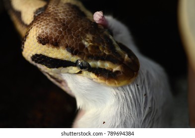 Ball Python Python Regius Eating Mouse Stock Photo 789694384 | Shutterstock