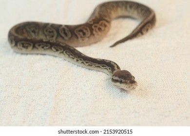 Pythons Family Nonvenomous Snakes Found Africa Stock Photo 744451084 ...