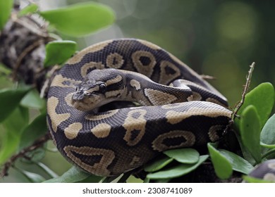 76+ Thousand Snake Close Royalty-Free Images, Stock Photos & Pictures ...