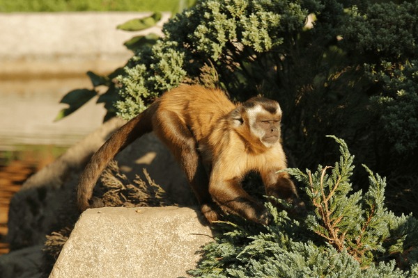 5 Capuche Monkey Royalty-Free Images, Stock Photos & Pictures ...