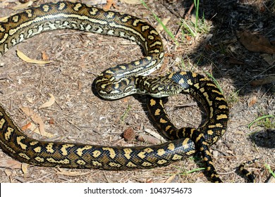 32 Morelia Spilota Mcdowelli Images, Stock Photos & Vectors | Shutterstock