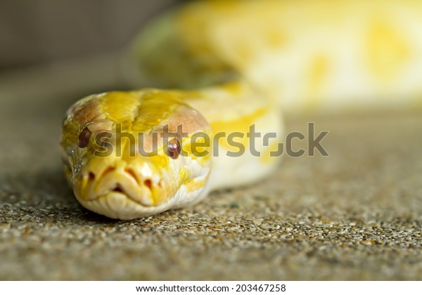 Closeup Gold Pythonreticulated Python Python Reticulatus写真素材203467258 | Shutterstock