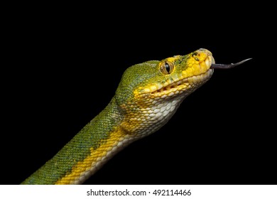 Green Tree Python Snake Closeup Head Stock Photo 2350858097 | Shutterstock