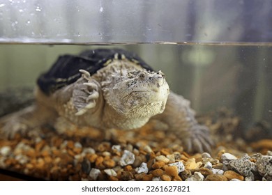 Small Snapping Turtle Royalty-Free Images, Stock Photos & Pictures ...