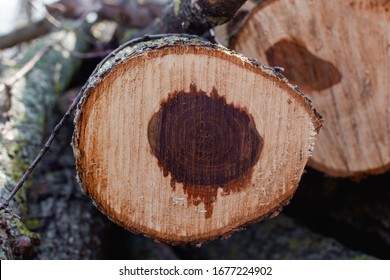 Cross Section Dry Timber Stack Dry Stock Photo 1677224902 | Shutterstock