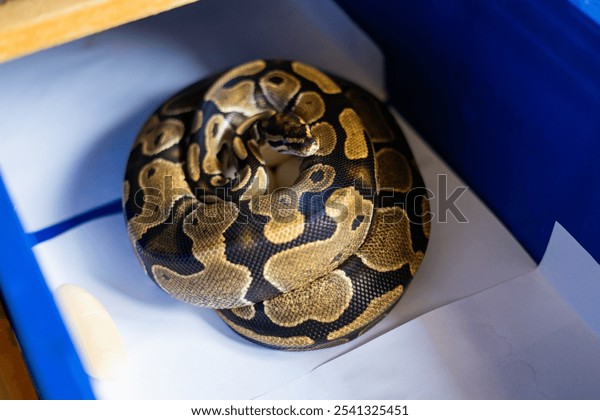 15 en la categoría «Ball python anatomy» de imágenes, fotos de stock e ...