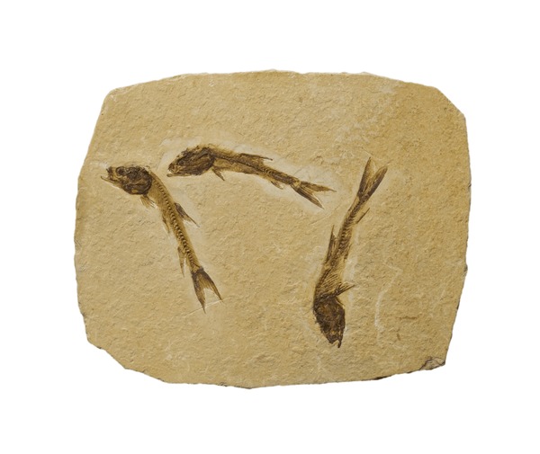 1+ Hundred Cambrian Slate Royalty-Free Images, Stock Photos & Pictures ...