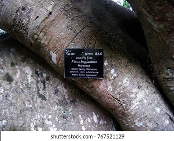 Java Fig Photos and Images