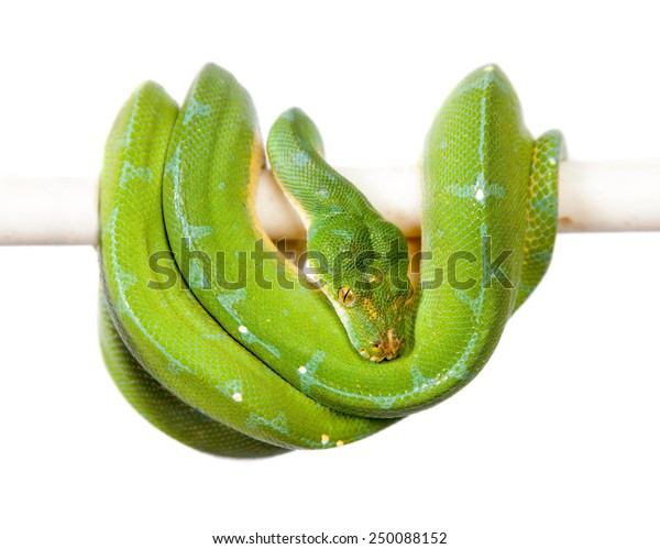 Green Tree Python Chondros Isolated On Stock Photo 250088152 | Shutterstock