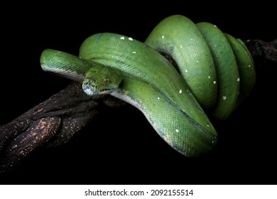 Green Tree Python Snake On Branch Stock Photo 2092155514 | Shutterstock
