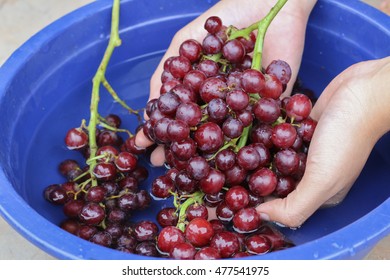 Hands Washing Grape Sink Stock Photo 477541975 | Shutterstock