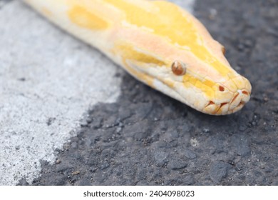 Head Python Sticking Out Tongue City Stock Photo 2404098023 | Shutterstock