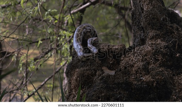 Indian Python Indian Rock Pythonpython Molurus Stock Photo 2270601111 ...