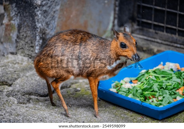 Java Mouse-deer Tragulus Javanicus Small Shy Stock Photo 2549598099 ...