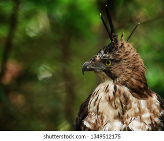 77 Nisaetus Bartelsi Images, Stock Photos, 3D objects, & Vectors | Shutterstock