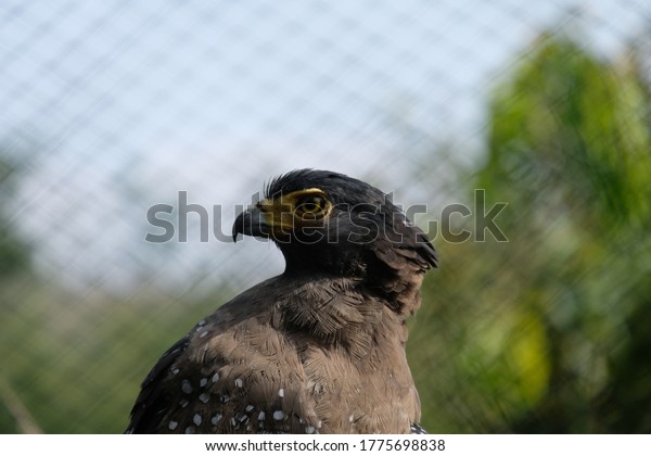 Javan Hawkeagle Nisaetus Bartelsi Famous Named Stock Photo 1775698838 | Shutterstock