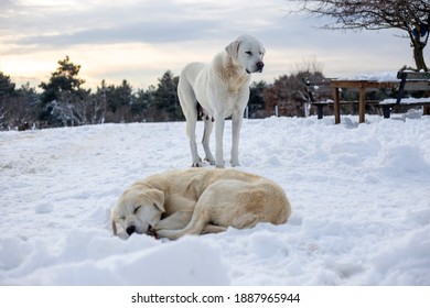 36 Appaloosa Dog Breed Images, Stock Photos, 3D objects, & Vectors | Shutterstock