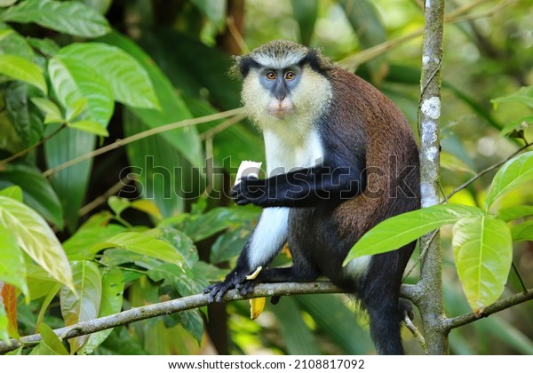 5+ Hundred Mona Monkey Royalty-Free Images, Stock Photos & Pictures ...