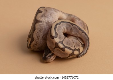 111 imágenes, fotos de stock, objetos en 3D y vectores sobre Snakes and ...