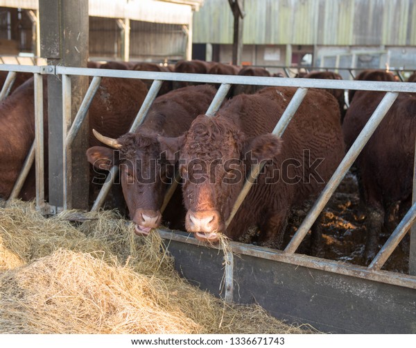 North Devon Ruby Red Cattle Bos Stock Photo 1336671743 | Shutterstock