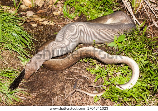 558 Python Feeding Images, Stock Photos, 3D objects, & Vectors ...