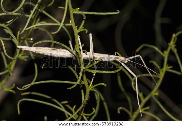 Phasmatodea Known Phasmida Phasmatoptera Known Stick Stock Photo ...
